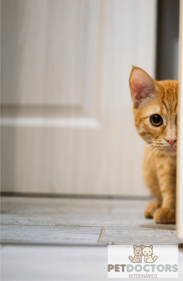 GATO C LOGO BAIXO DTª - PetDoctors Veterinários - Lisboa / Corroios